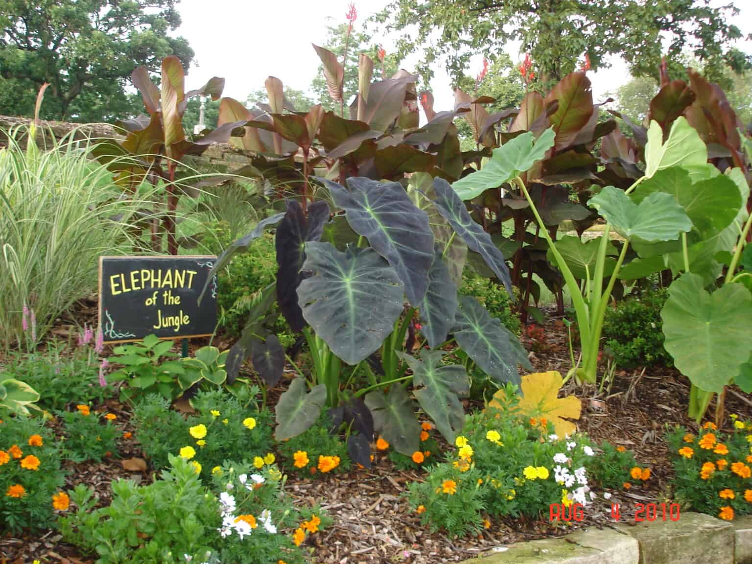 Elephant Garden : Musser Public Library